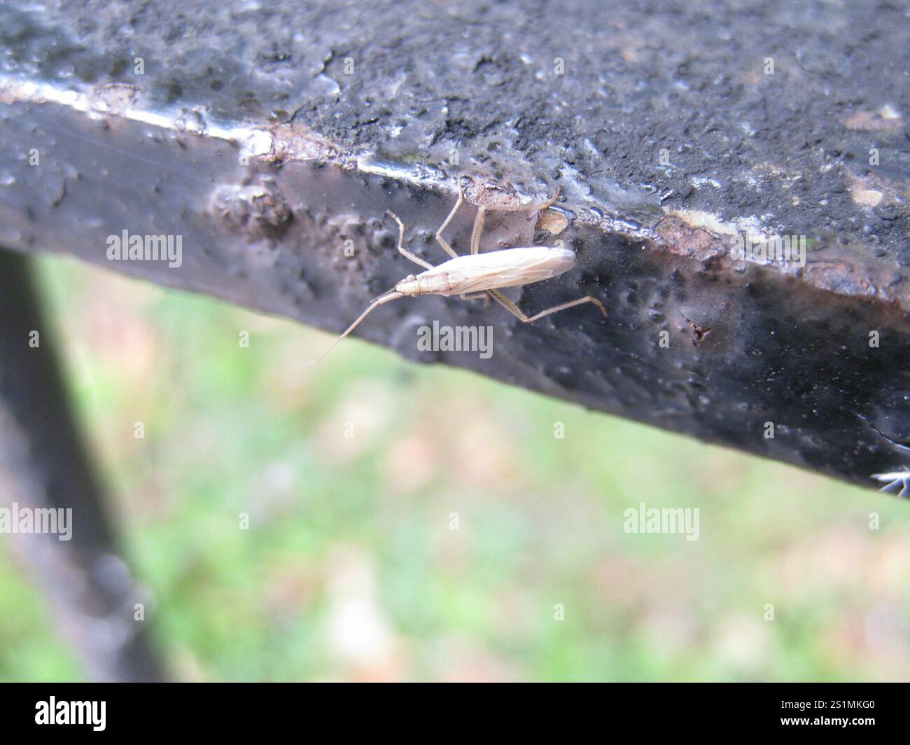 Grass bug (Stenodema laevigata Stock Photo - Alamy