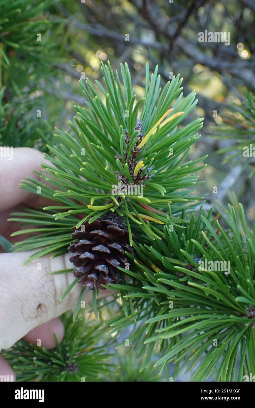 Shore Pine (Pinus contorta contorta Stock Photo - Alamy