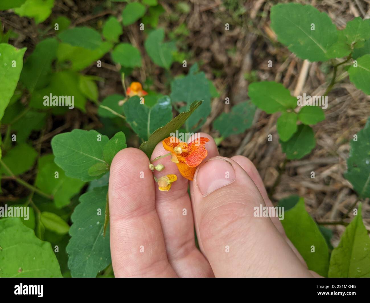 common jewelweed (Impatiens capensis Stock Photo - Alamy