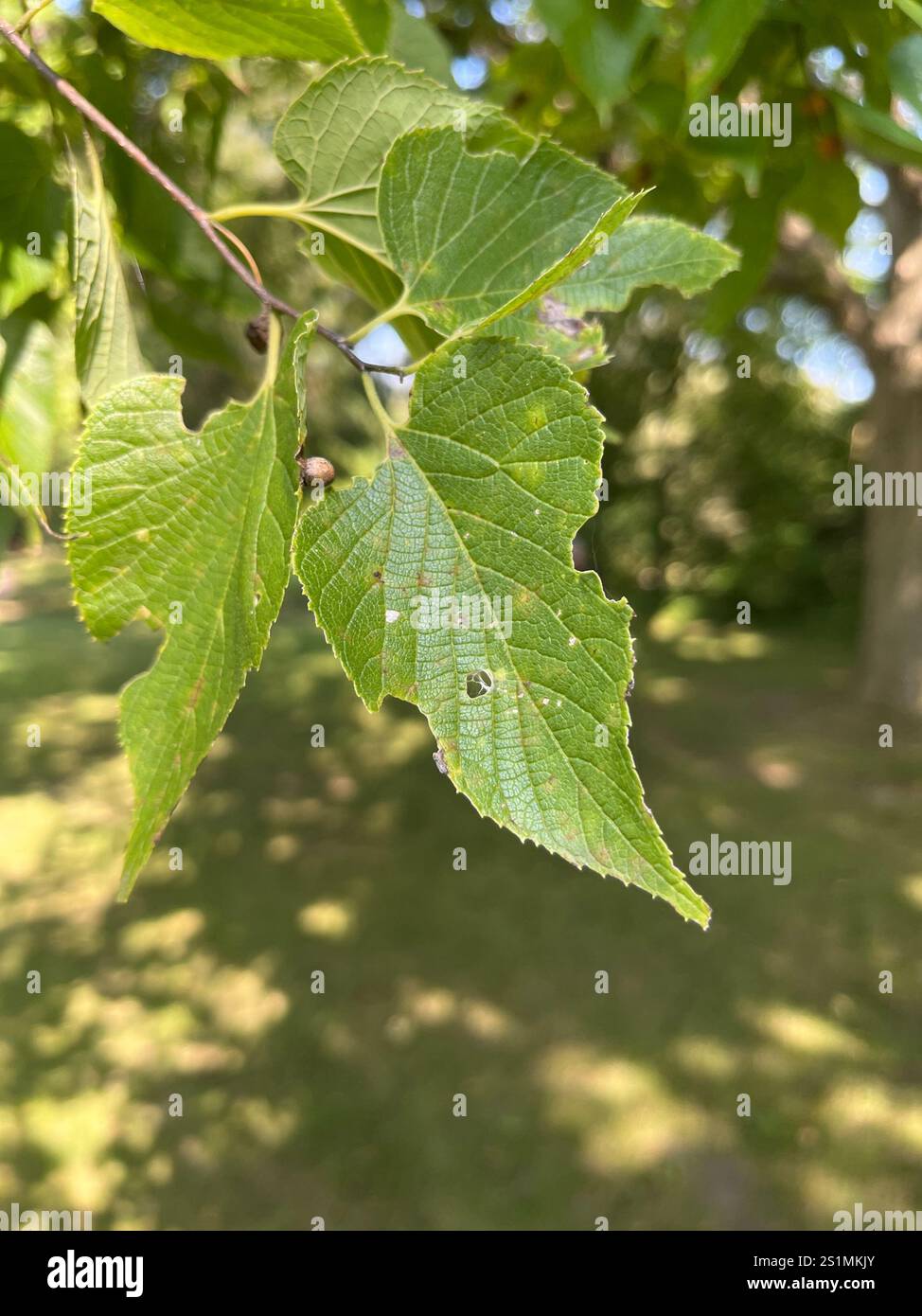 common hackberry (Celtis occidentalis Stock Photo - Alamy