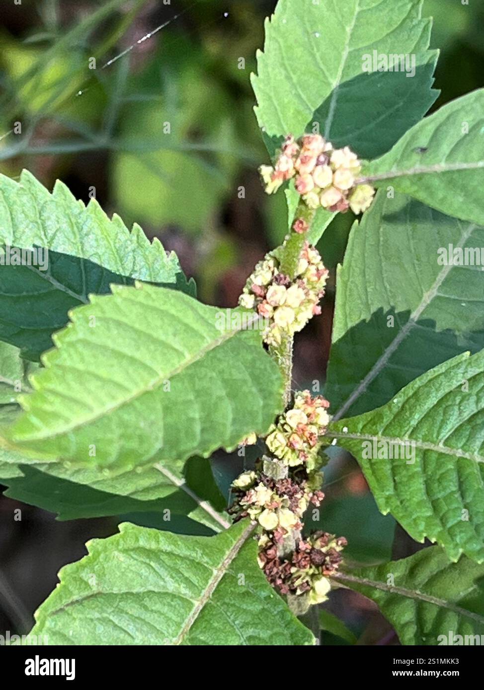 sweet bugleweed (Lycopus virginicus Stock Photo - Alamy