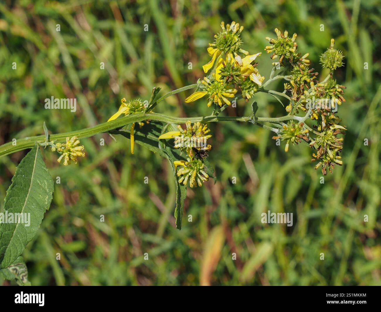 Wingstem (Verbesina alternifolia Stock Photo - Alamy
