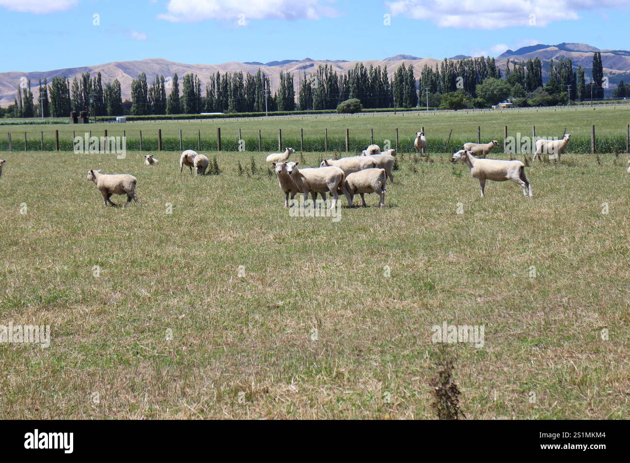 Sheep ranch in Blenheim, New Zealand Stock Photo - Alamy