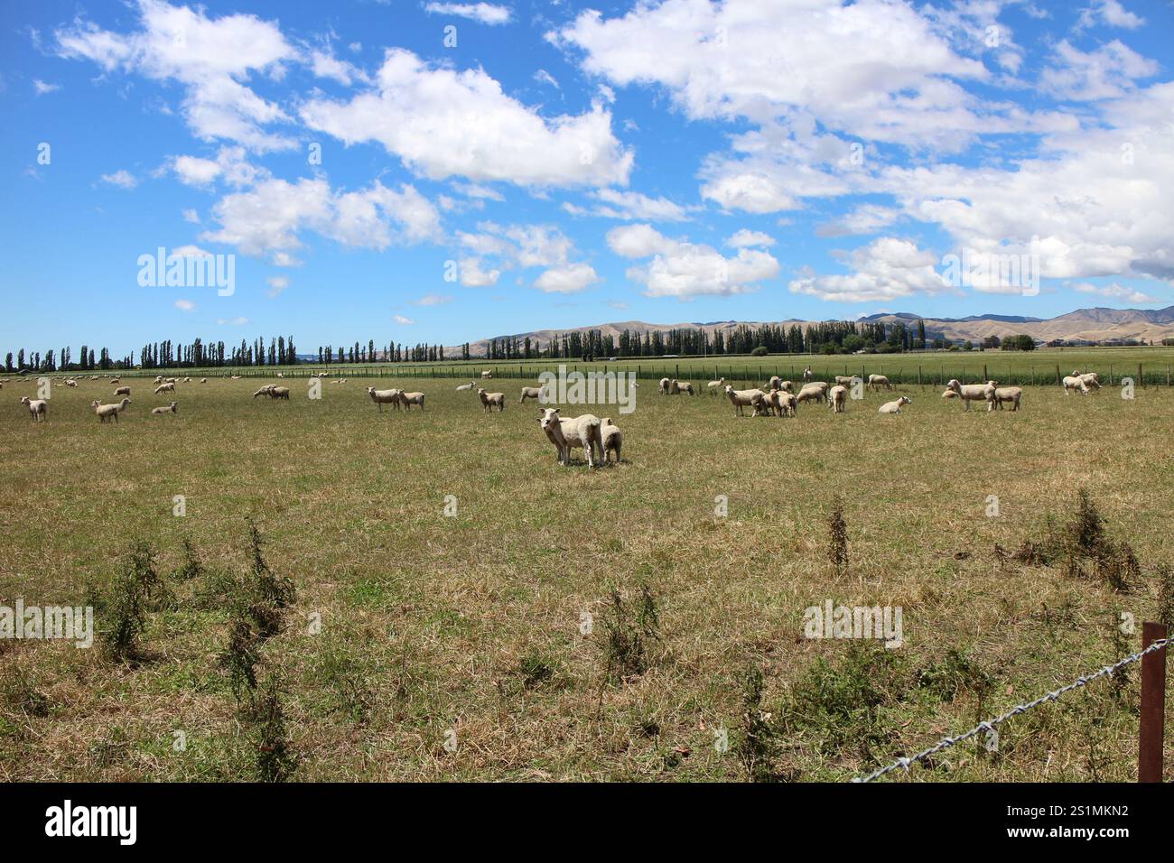 Sheep ranch in Blenheim, New Zealand Stock Photo - Alamy