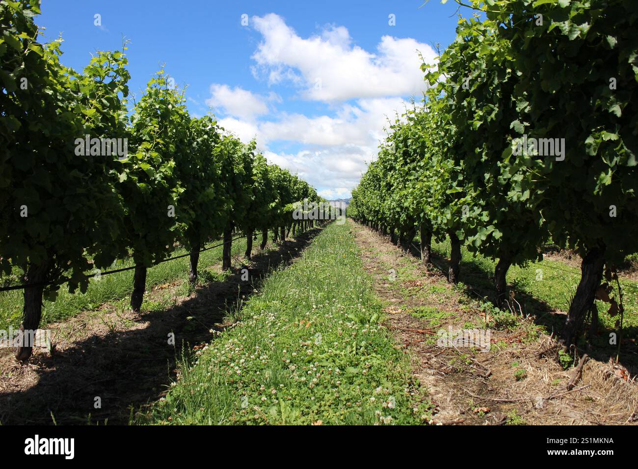 Wine field in Blenheim, New Zealand Stock Photo - Alamy