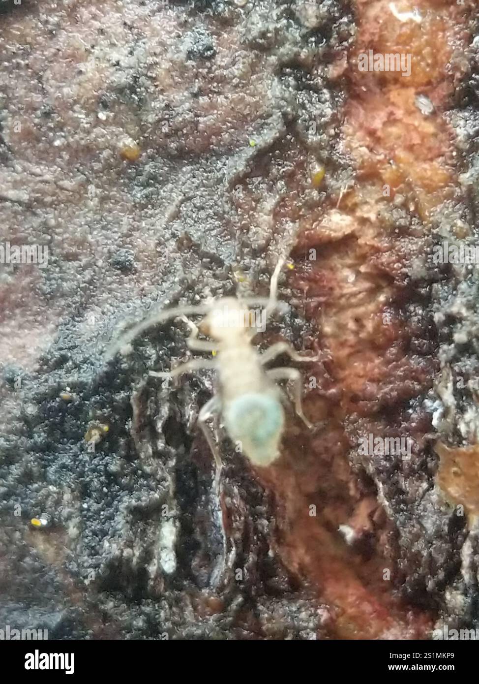 Barklice, Booklice, and Parasitic Lice (Psocodea Stock Photo - Alamy