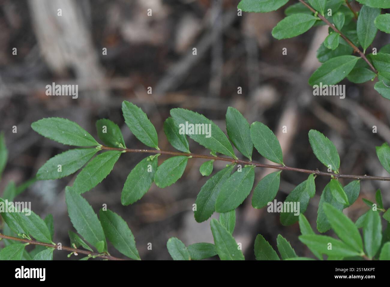 Oregon Boxwood (Paxistima myrsinites Stock Photo - Alamy