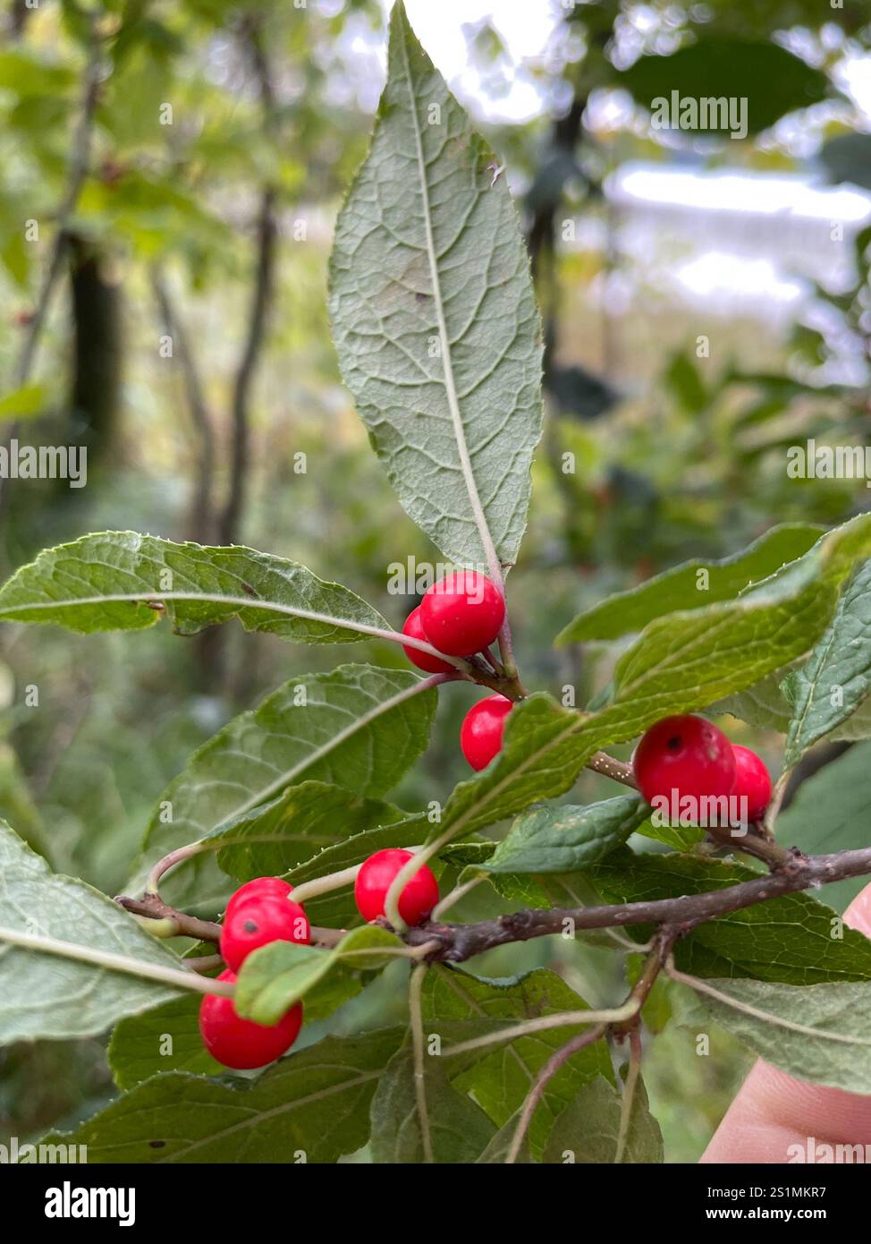 winterberry holly (Ilex verticillata Stock Photo - Alamy