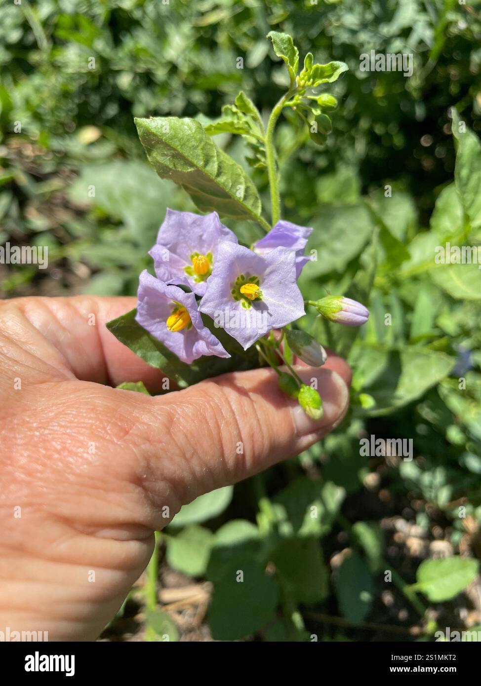 purple nightshade (Solanum xanti Stock Photo - Alamy