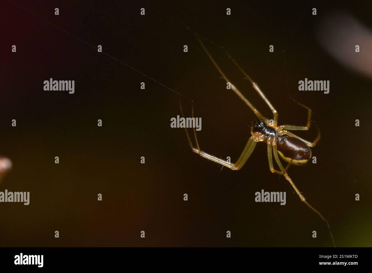 Sheetweb and Dwarf Weavers (Linyphiidae Stock Photo - Alamy