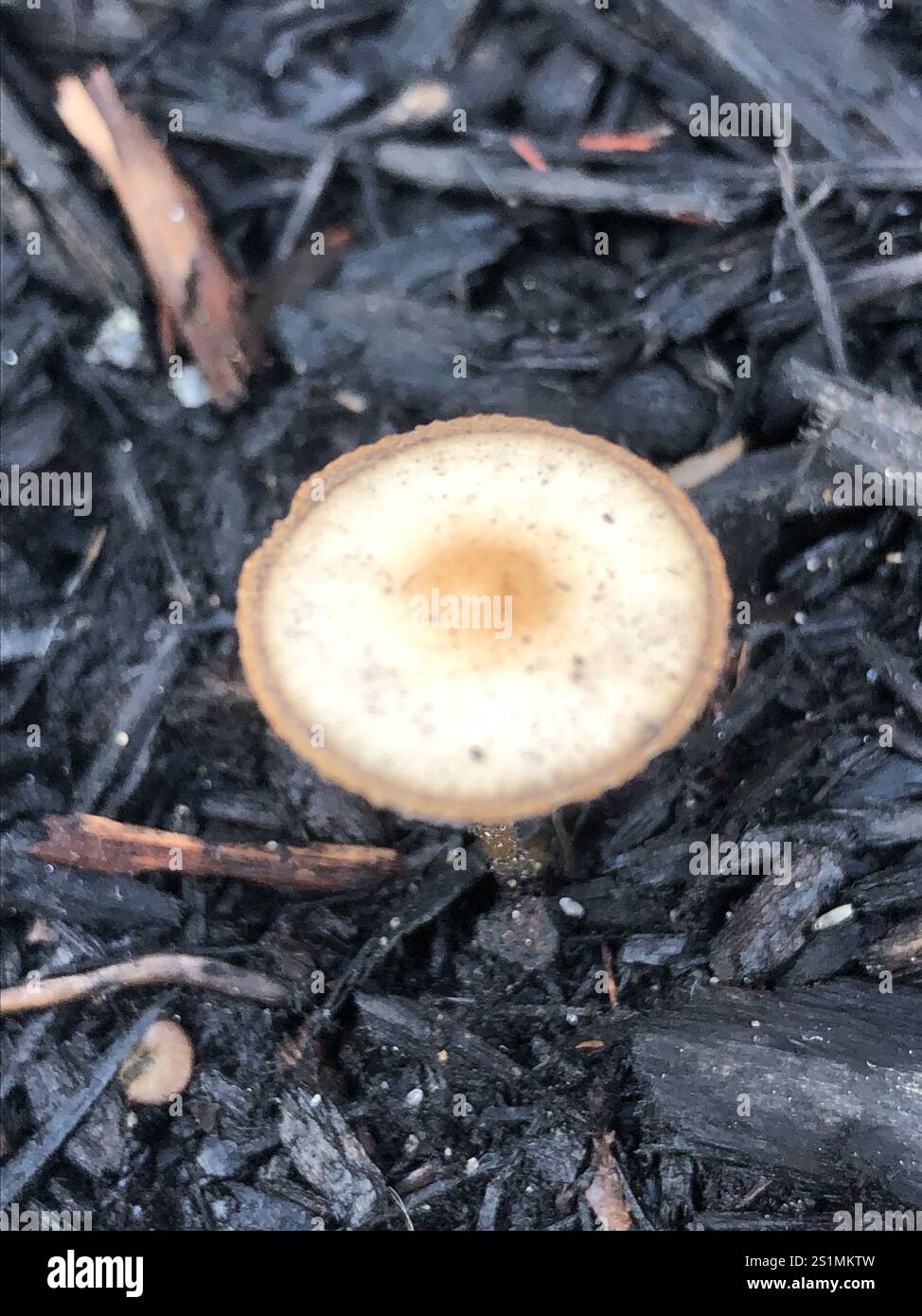 red edge brittlestem (Psathyrella corrugis Stock Photo - Alamy