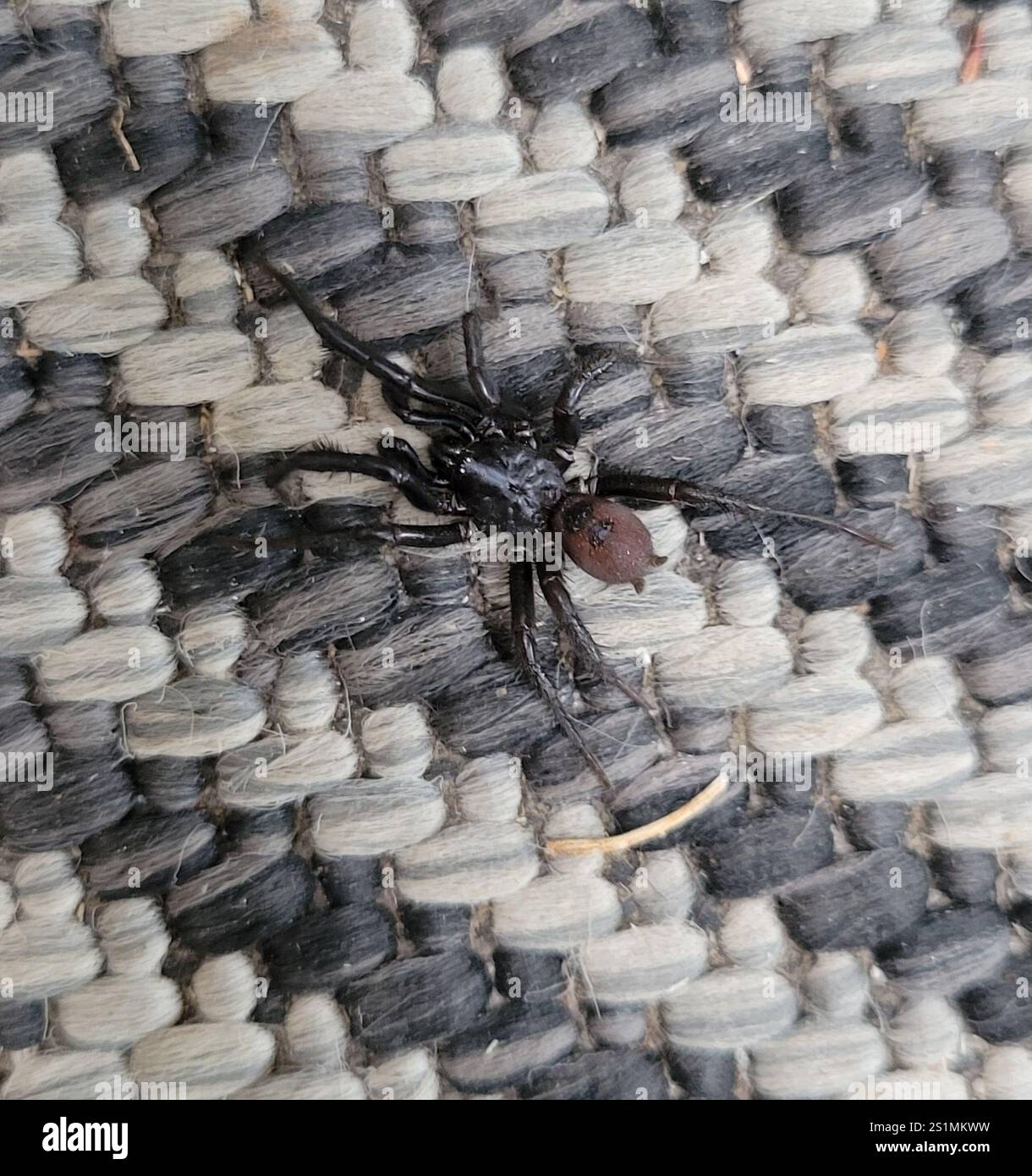 Pacific Foldingdoor Spider (Antrodiaetus pacificus Stock Photo - Alamy