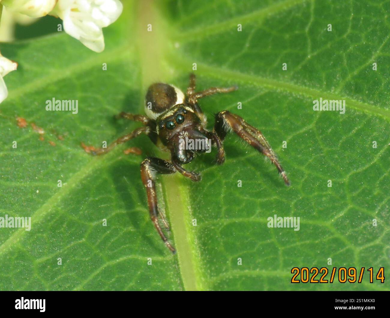 Bronze Jumping Spider (Eris militaris Stock Photo - Alamy