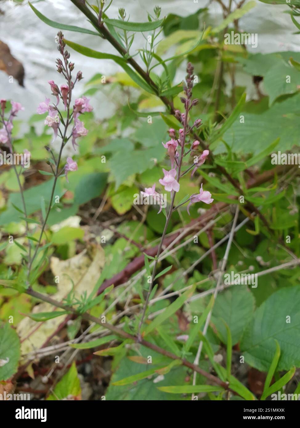 Purple Toadflax (Linaria purpurea Stock Photo - Alamy