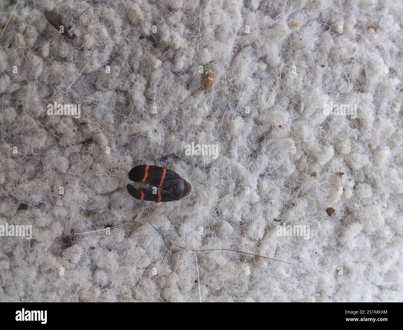 Two-lined Spittlebug (Prosapia bicincta Stock Photo - Alamy