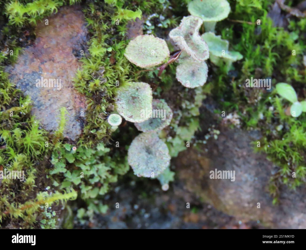 pixie cup and reindeer lichens (Cladonia Stock Photo - Alamy