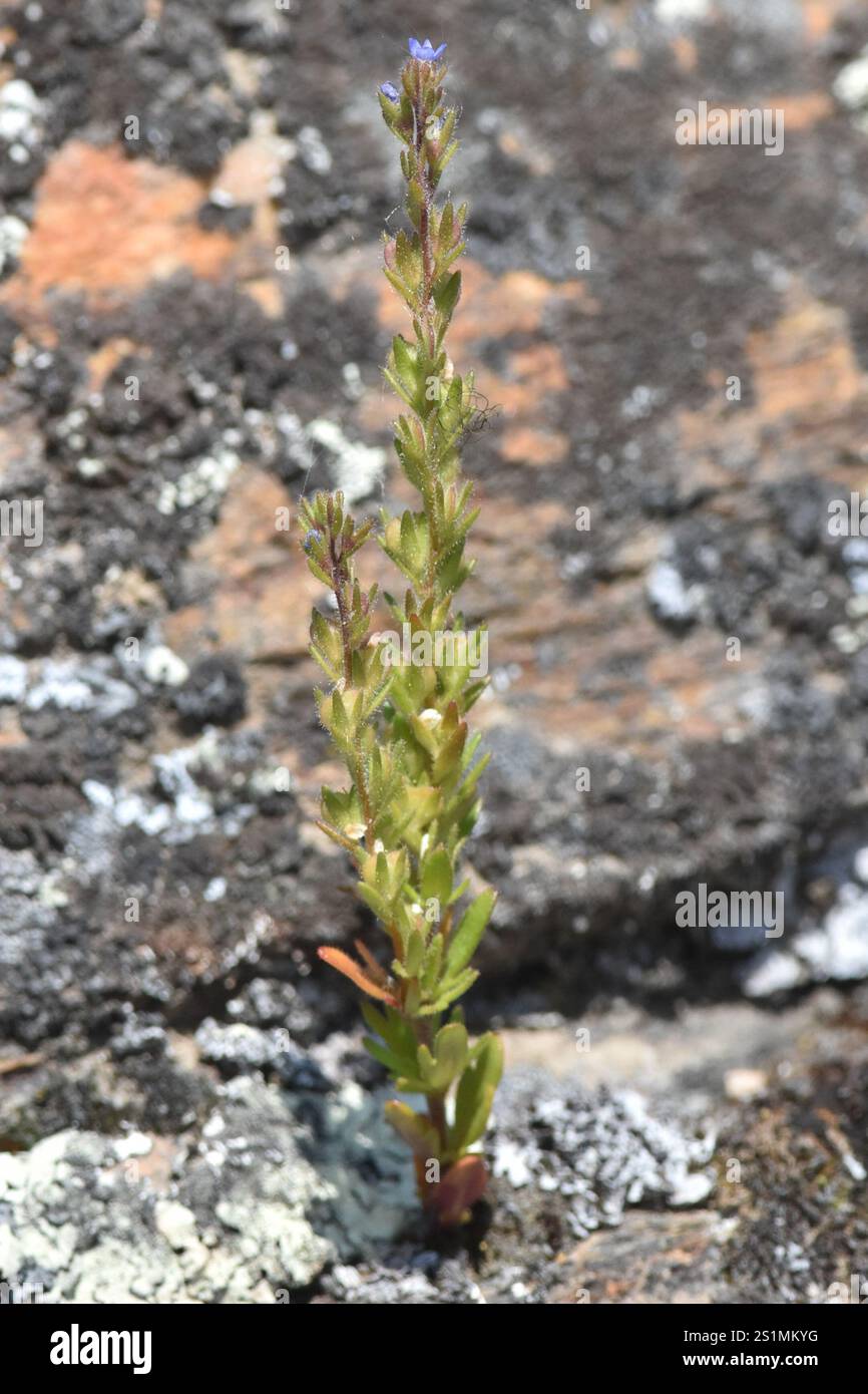 Spring Speedwell (Veronica verna Stock Photo - Alamy