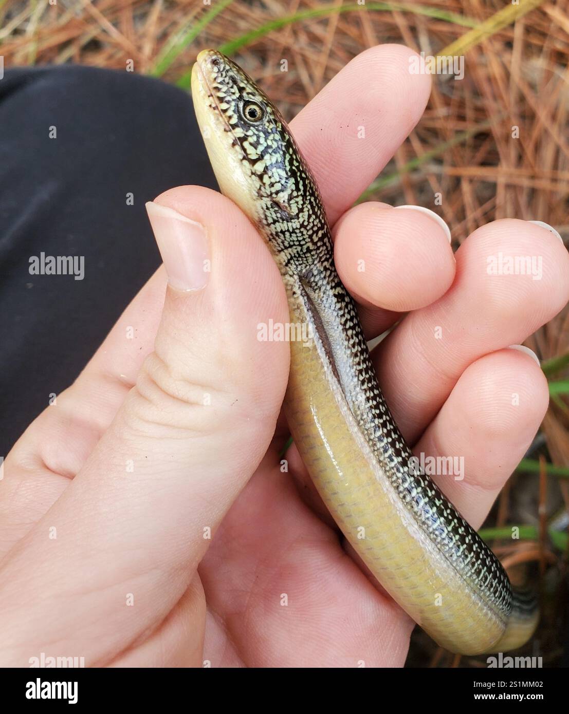 Eastern Glass Lizard (Ophisaurus ventralis Stock Photo - Alamy