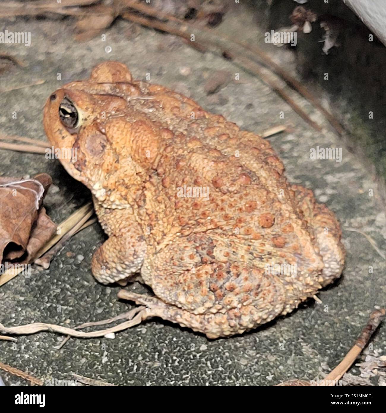 Southern Toad (Anaxyrus terrestris Stock Photo - Alamy