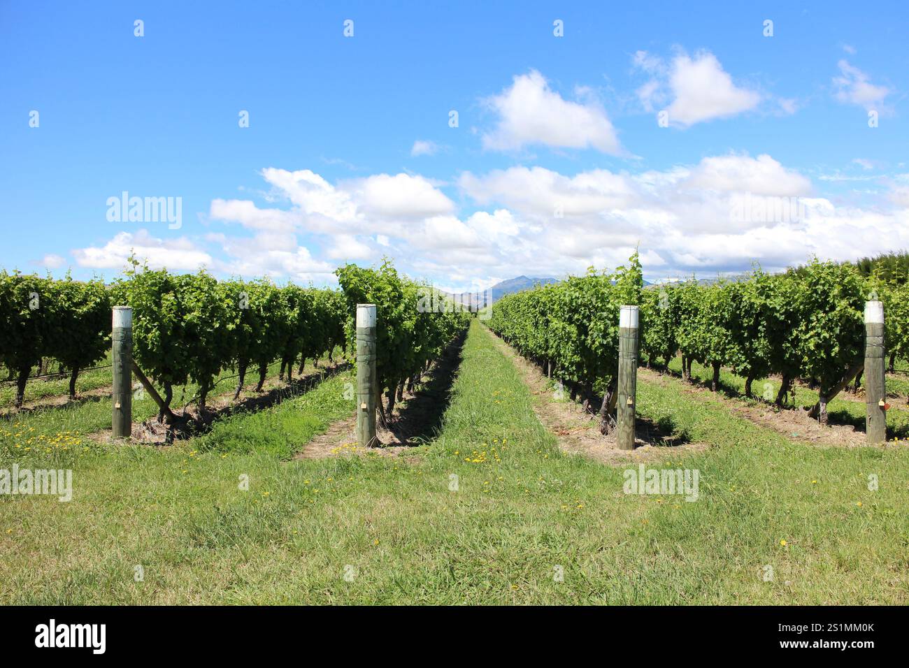Wine field in Blenheim, New Zealand Stock Photo - Alamy