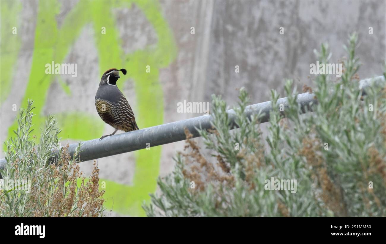 California Quail (Callipepla californica Stock Photo - Alamy