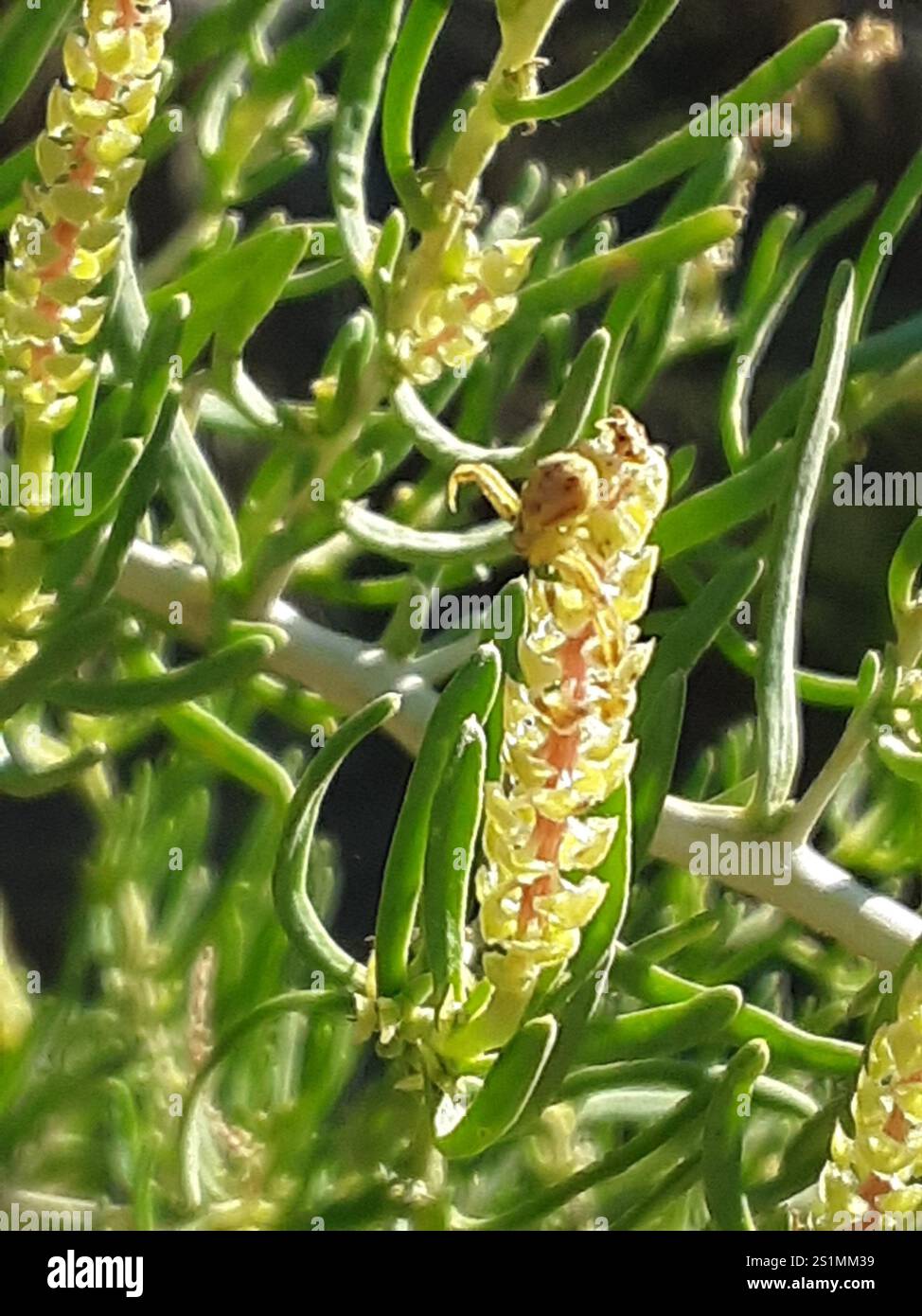 Greasewood (Sarcobatus vermiculatus Stock Photo - Alamy