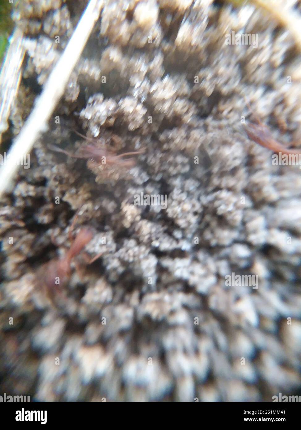 Northern Fungus-farming Ant (Trachymyrmex septentrionalis Stock Photo ...