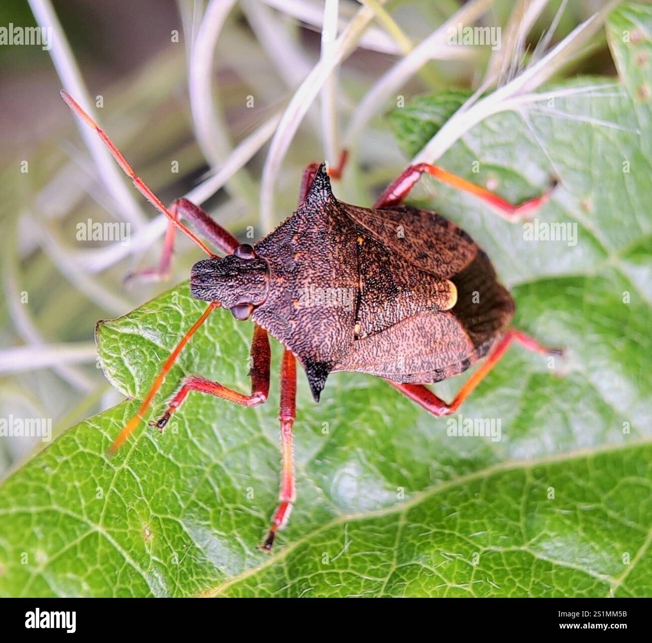Spiny Shield Bug (Picromerus bidens Stock Photo - Alamy