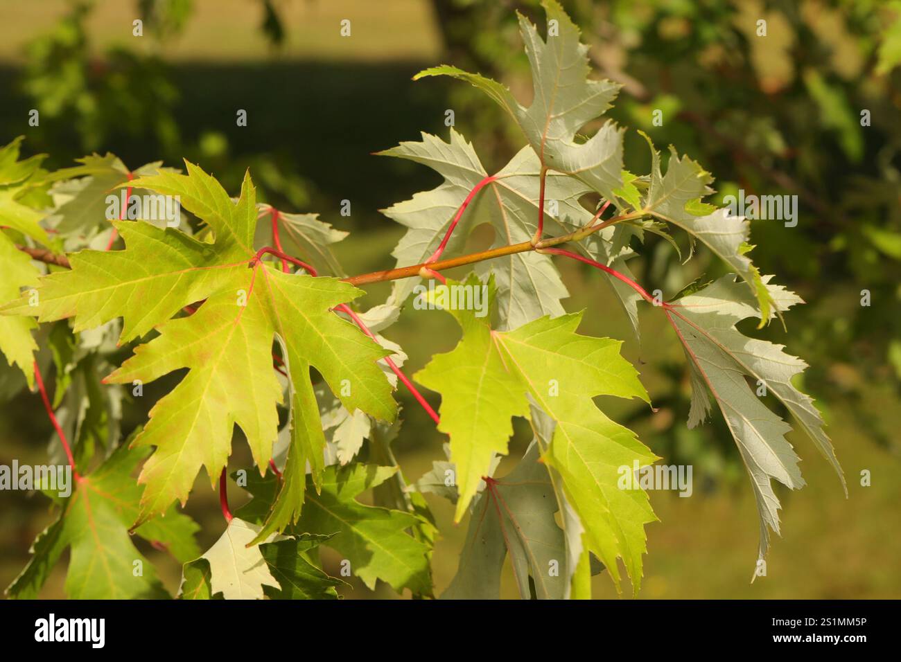 silver maple (Acer saccharinum Stock Photo - Alamy