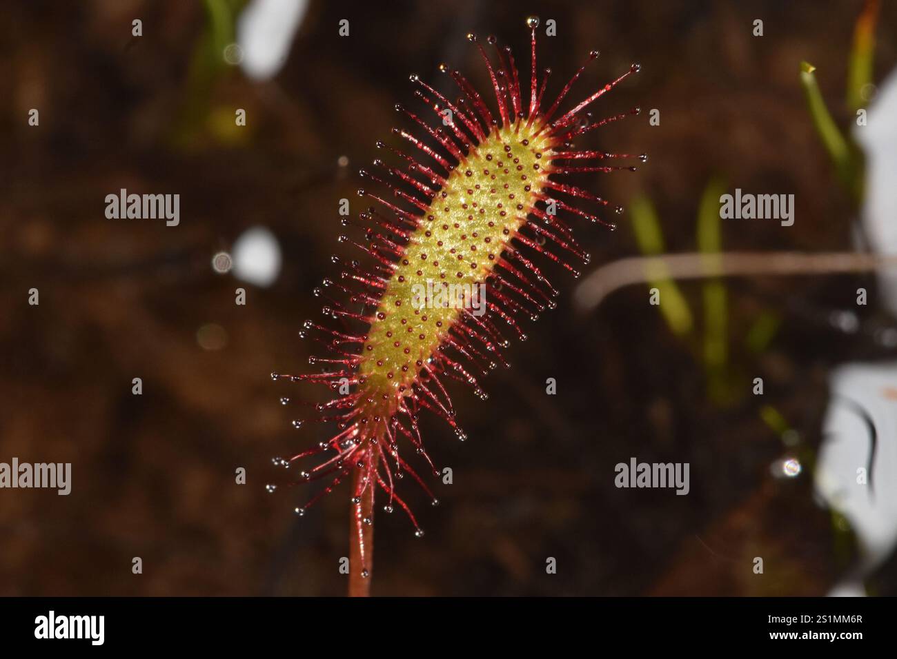Great Sundew (Drosera anglica Stock Photo - Alamy