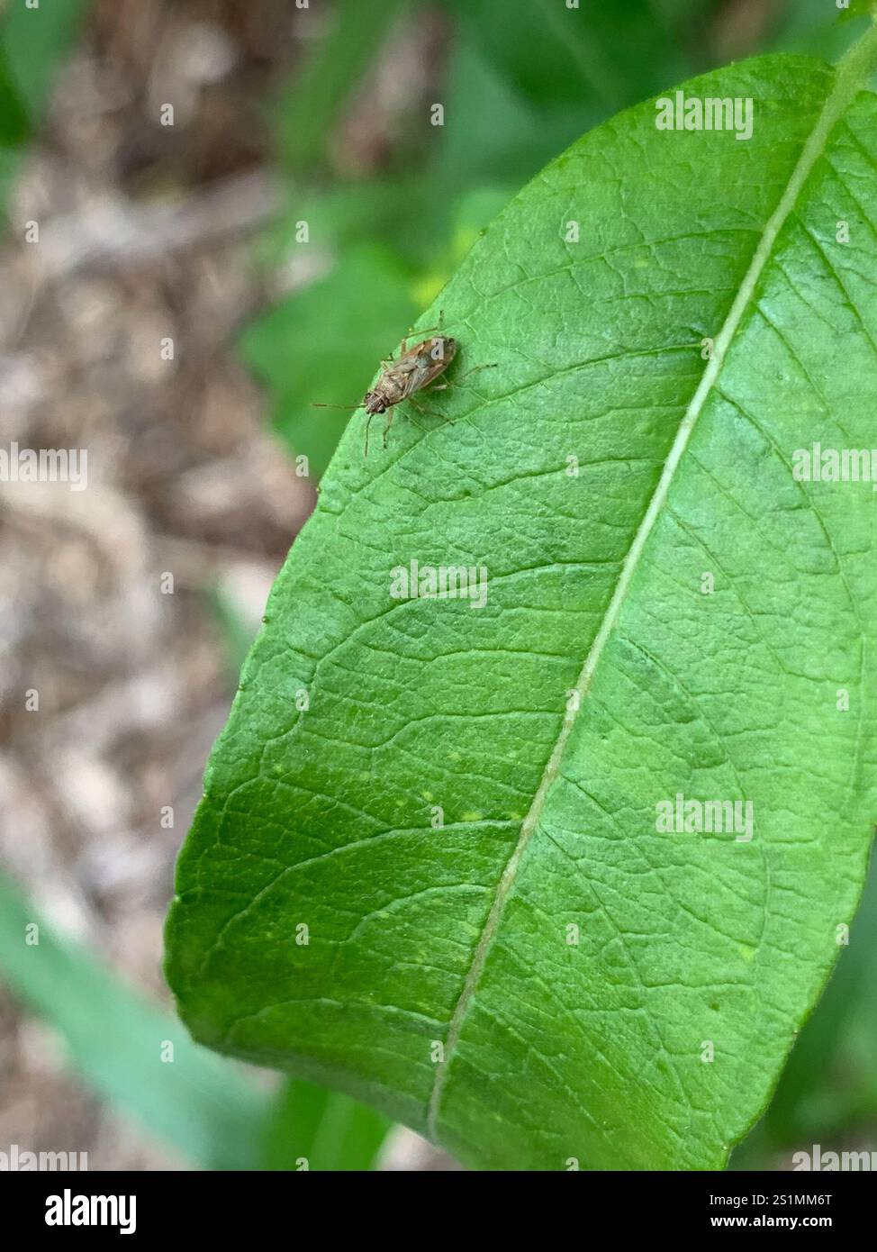 False chinch bugs (Nysius Stock Photo - Alamy
