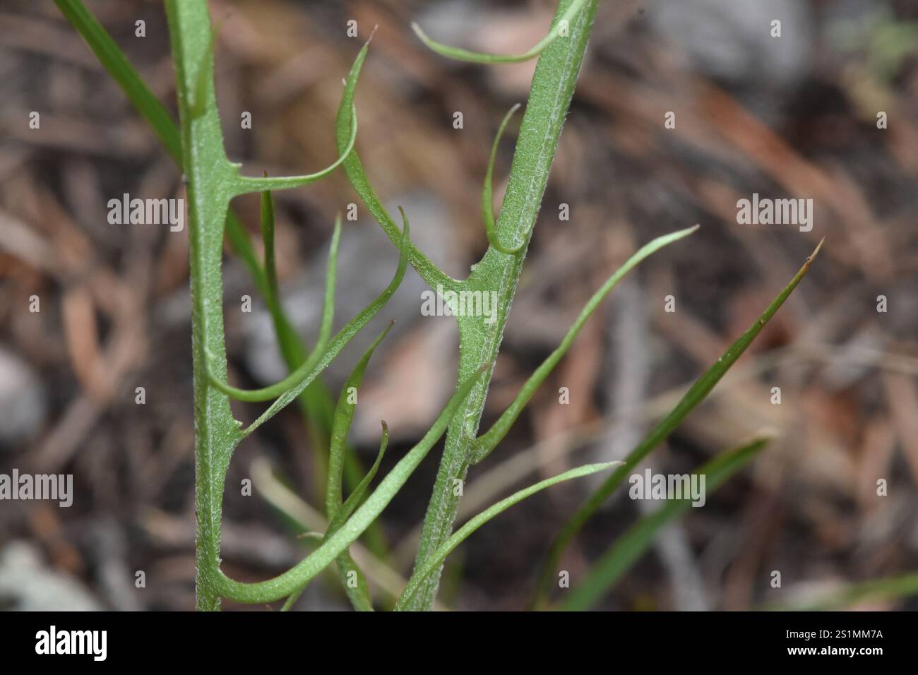 Slender Hawksbeard (Crepis atribarba Stock Photo - Alamy