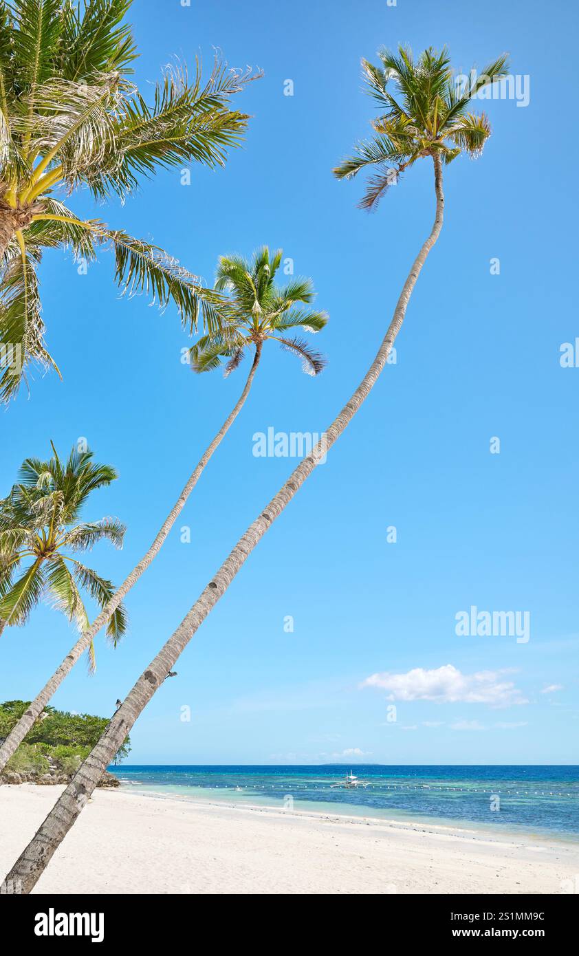 Alona Beach with coconut palm trees on Bohol Panglao Island ...