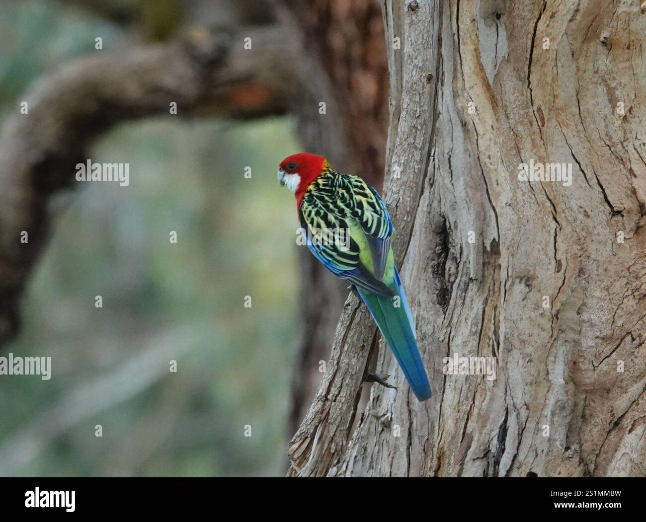 Southeast Eastern Rosella (Platycercus eximius eximius Stock Photo - Alamy