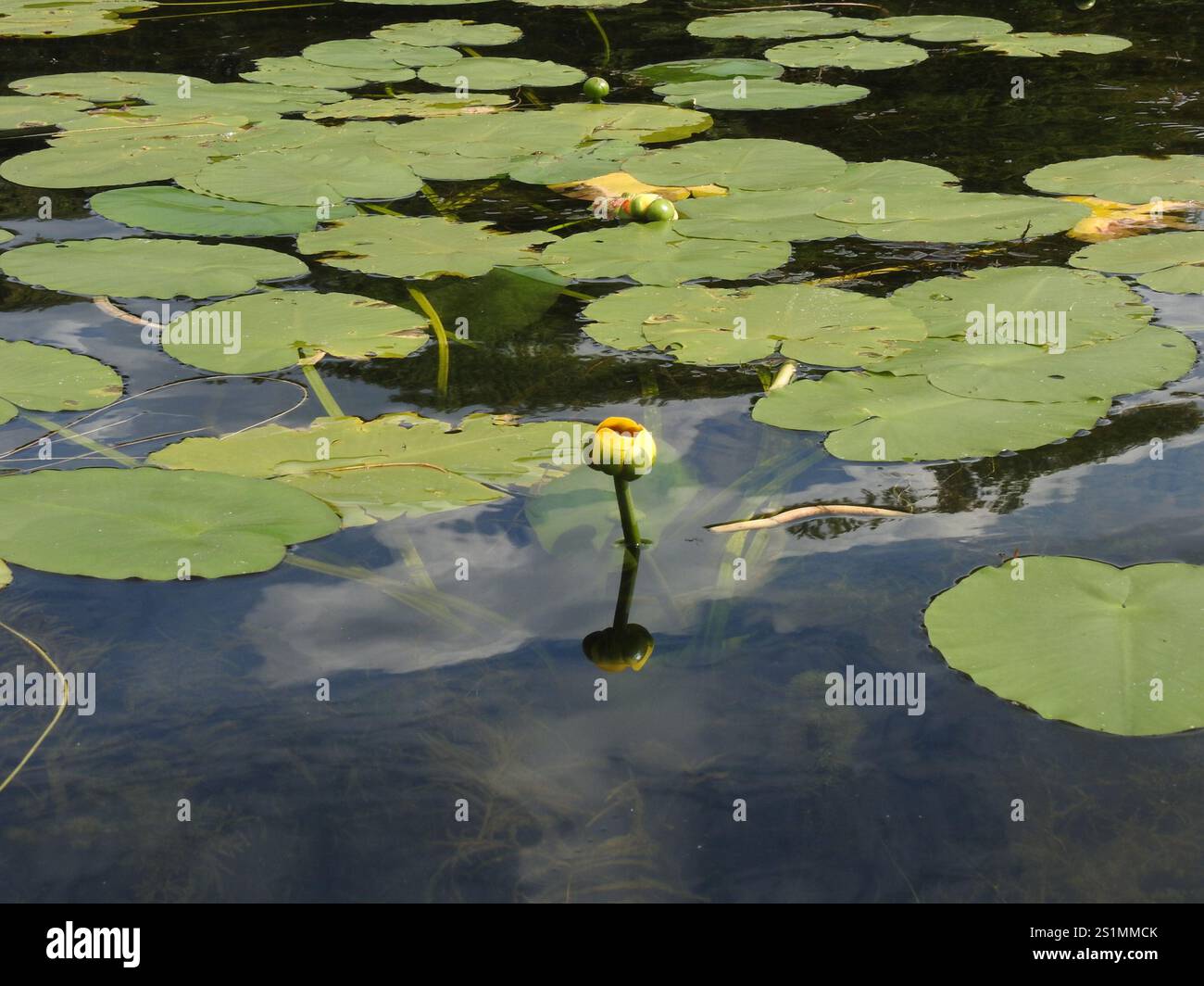 Variegated Yellow Pond-Lily (Nuphar variegata Stock Photo - Alamy