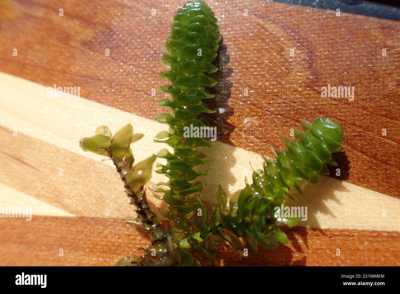 Canadian Waterweed (Elodea canadensis Stock Photo - Alamy