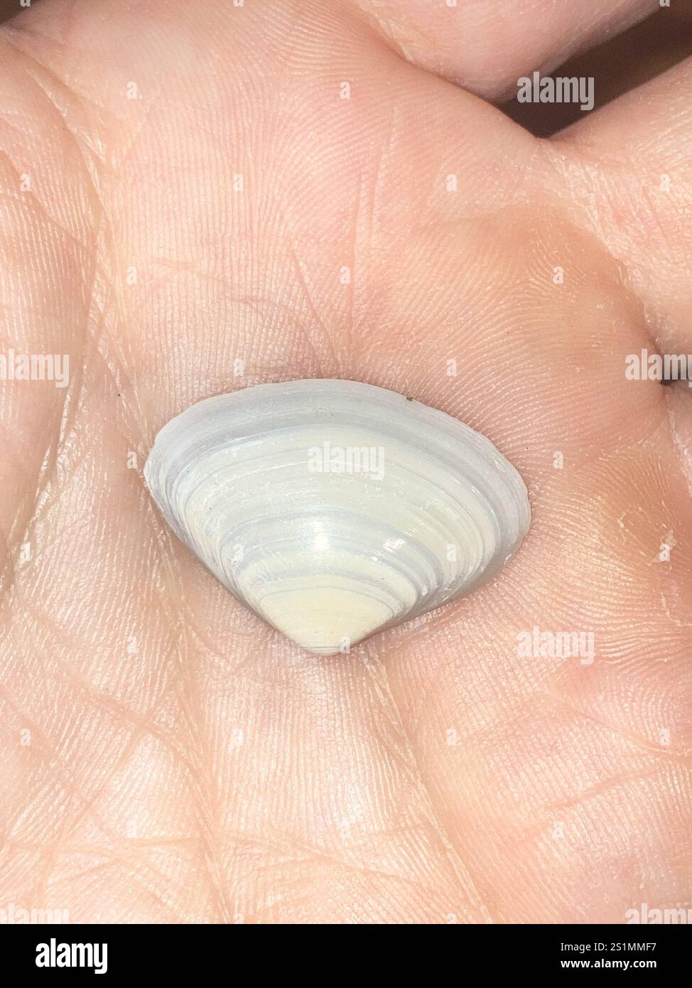 Southern Surfclam (Spisula raveneli Stock Photo - Alamy