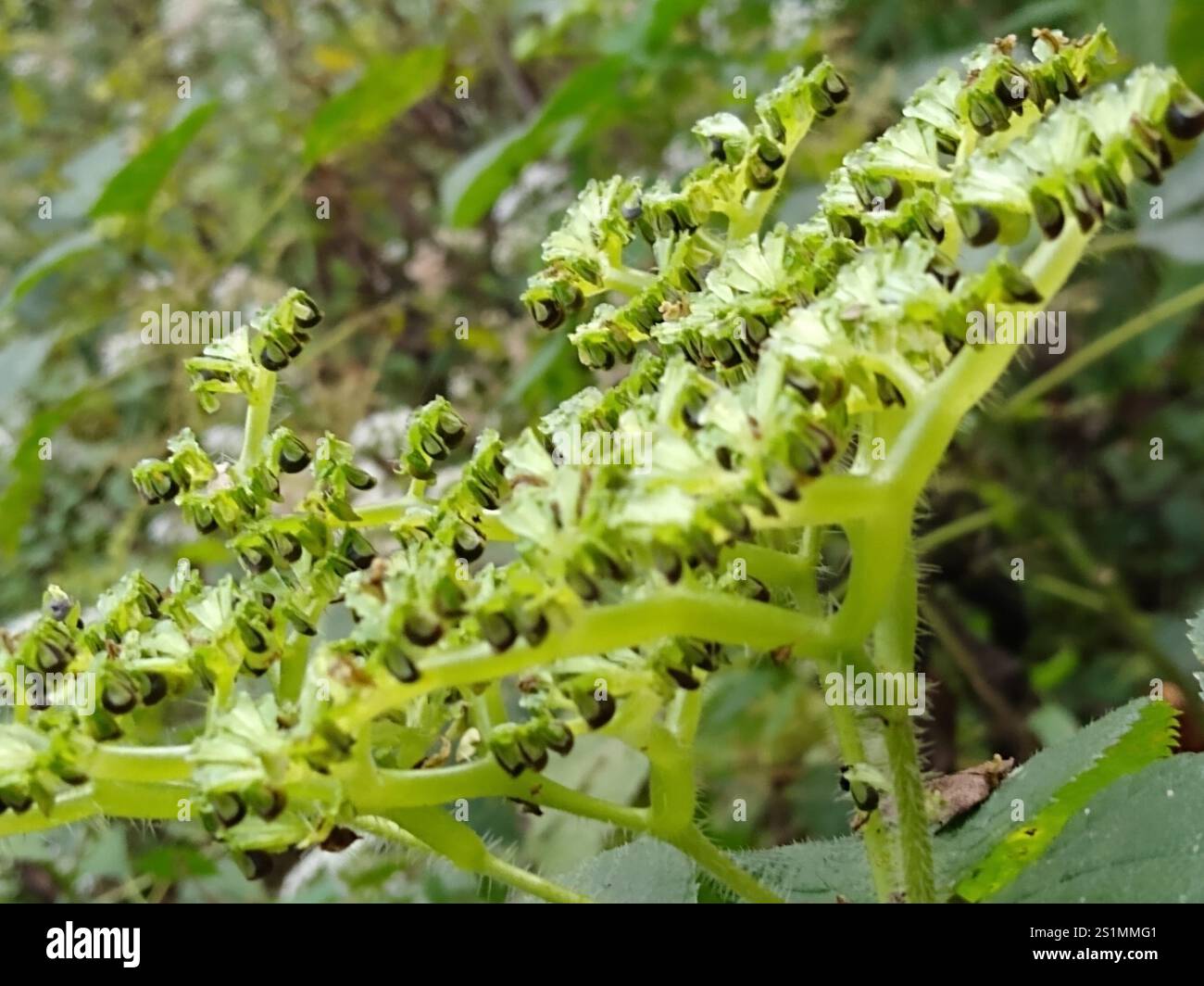 wood nettle (Laportea canadensis Stock Photo - Alamy
