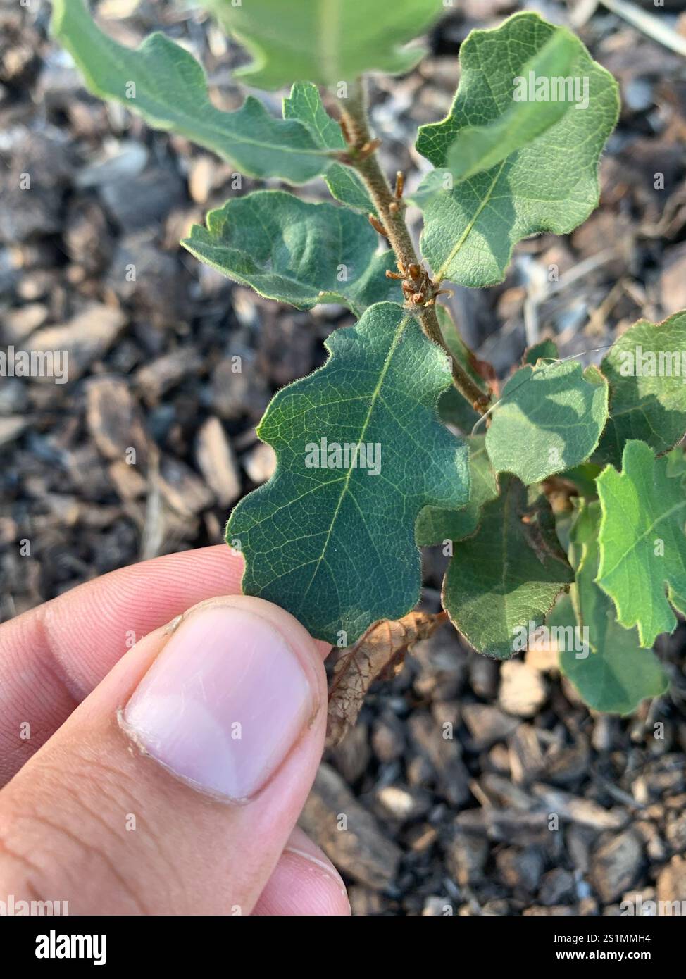 blue oak (Quercus douglasii Stock Photo - Alamy