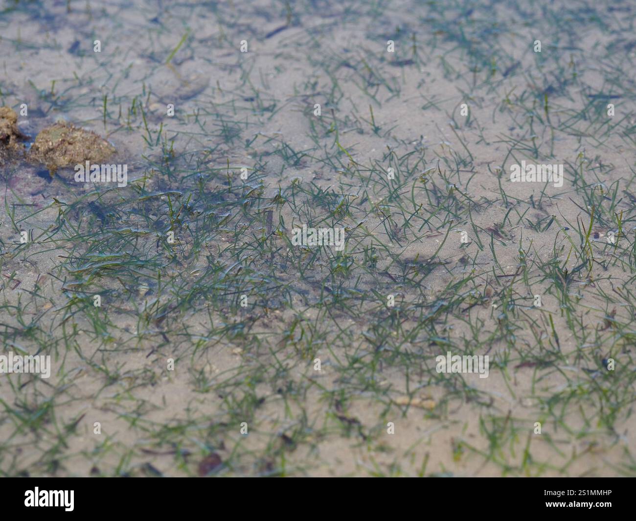 Narrowleaf Seagrass (Halodule uninervis Stock Photo - Alamy