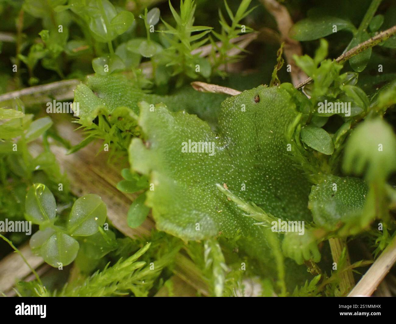 Common Liverwort (Marchantia polymorpha Stock Photo - Alamy