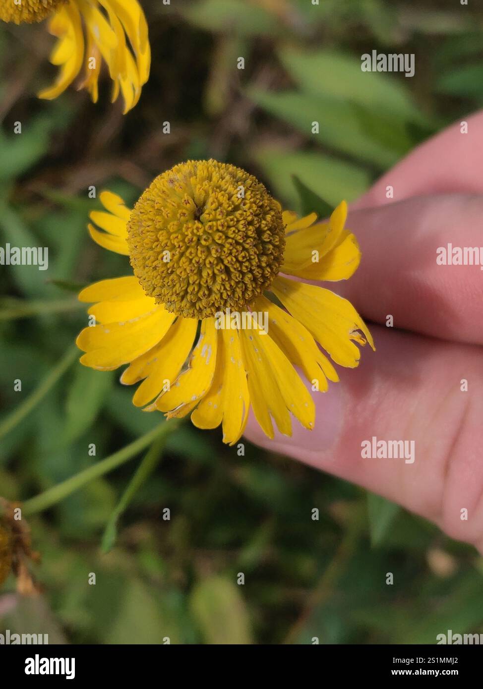 common sneezeweed (Helenium autumnale Stock Photo - Alamy
