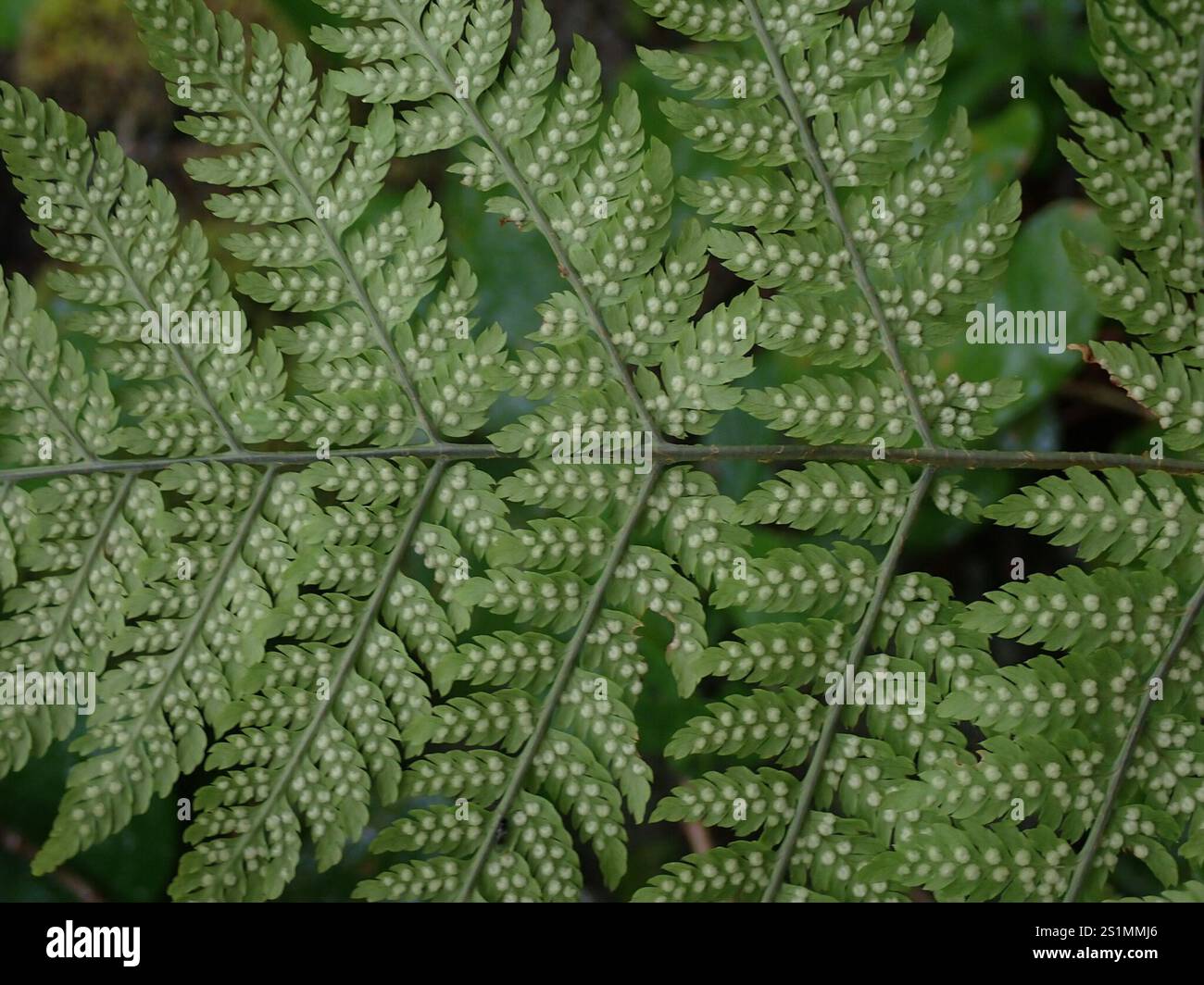 spreading wood fern (Dryopteris expansa Stock Photo - Alamy