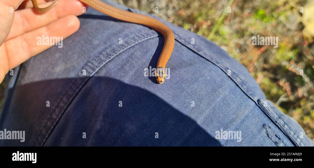 Spectacled Hooded Snake (Suta spectabilis Stock Photo - Alamy