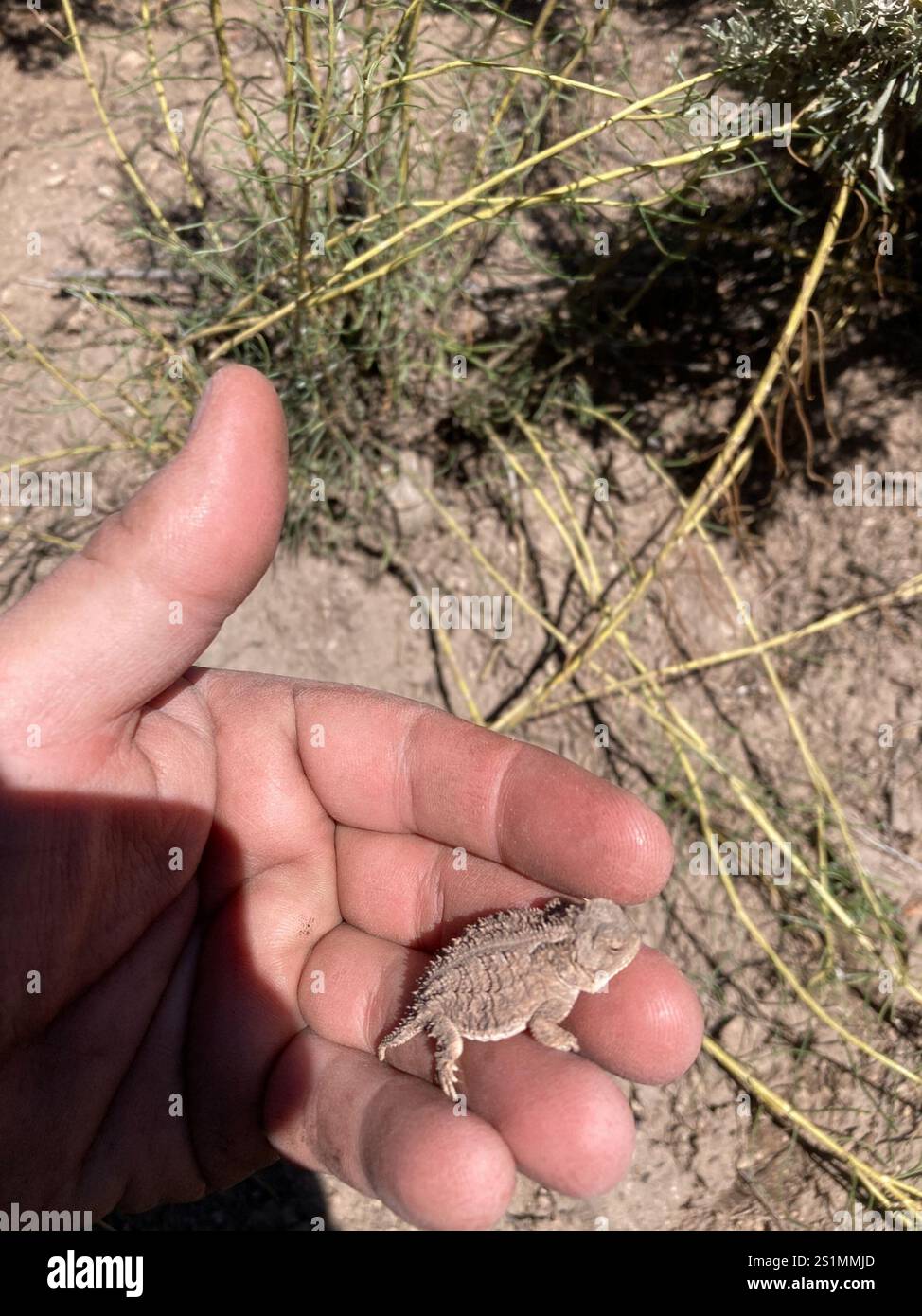 Greater Short-horned Lizard (Phrynosoma hernandesi Stock Photo - Alamy