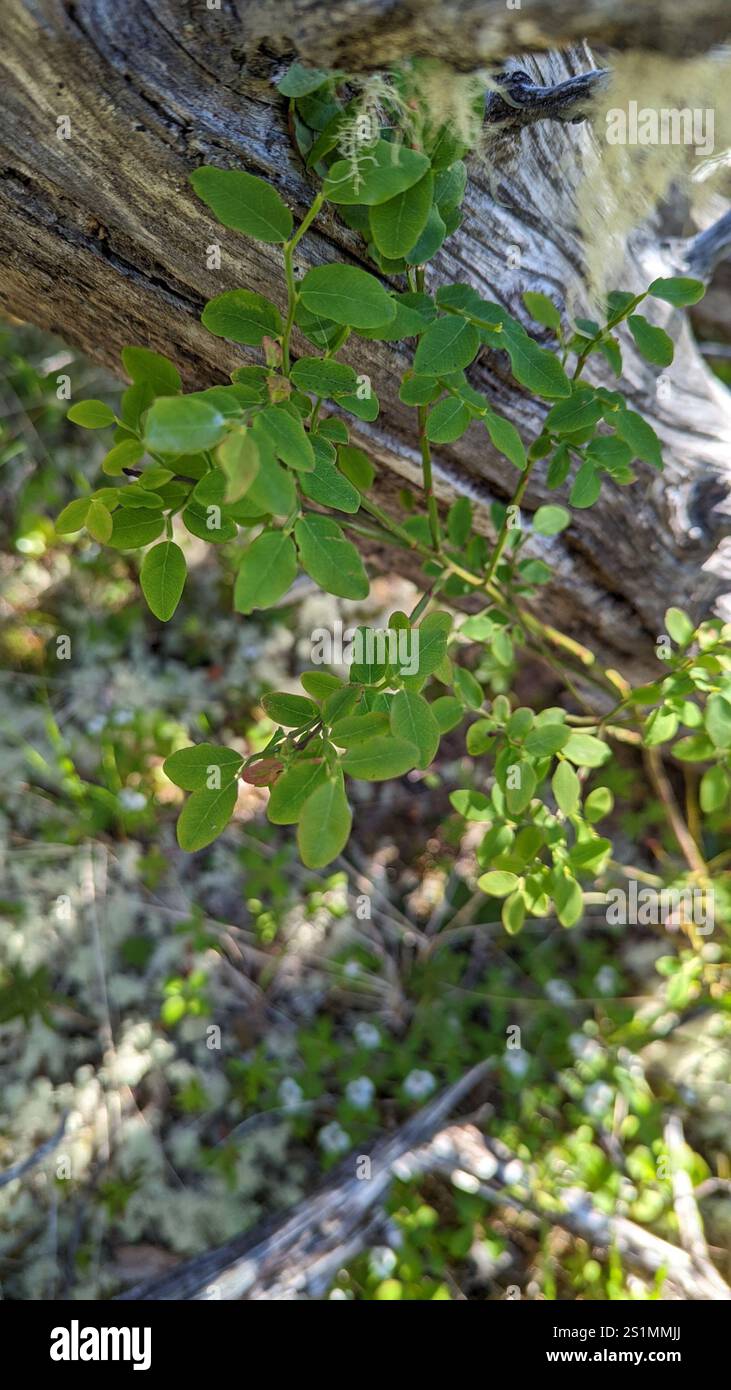 Red Huckleberry (Vaccinium parvifolium Stock Photo - Alamy