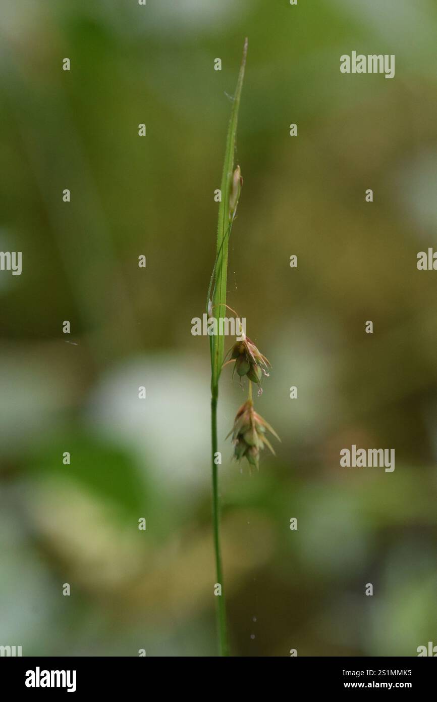 Tall Bog-sedge (Carex magellanica Stock Photo - Alamy