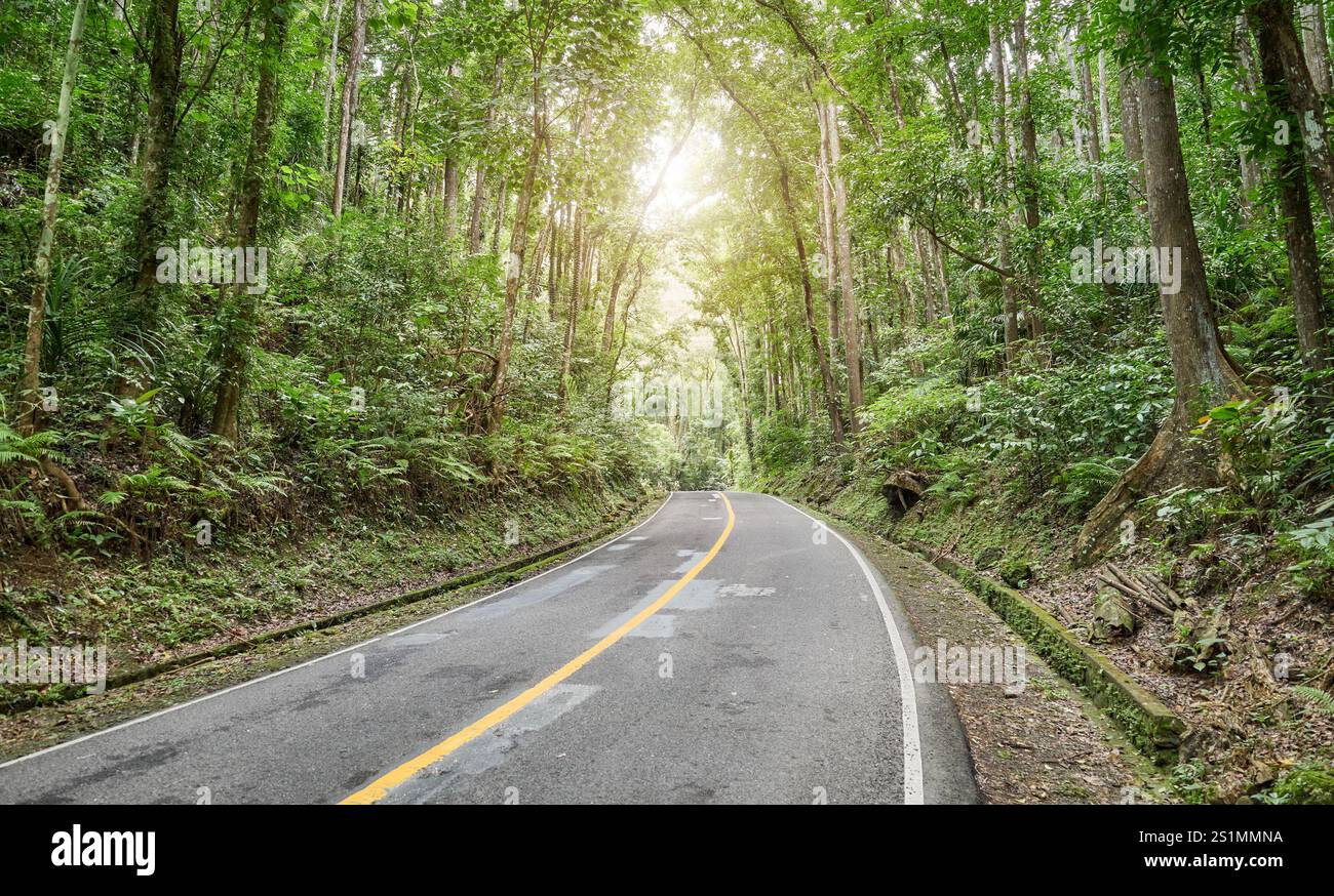 Road in the Bohol Mahogany Forest also known as Bilar Man Made Forest ...