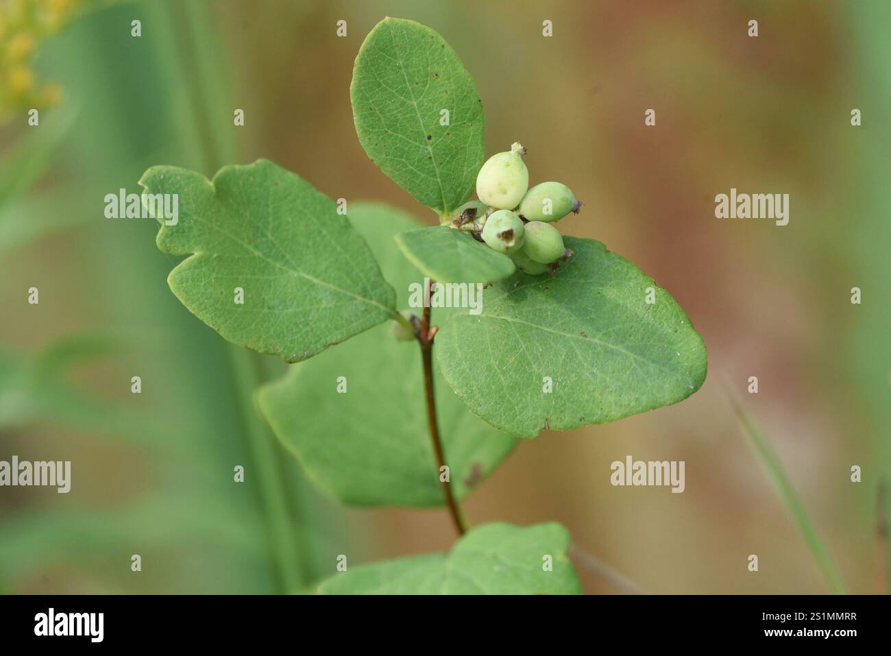 Western Snowberry (Symphoricarpos occidentalis Stock Photo - Alamy