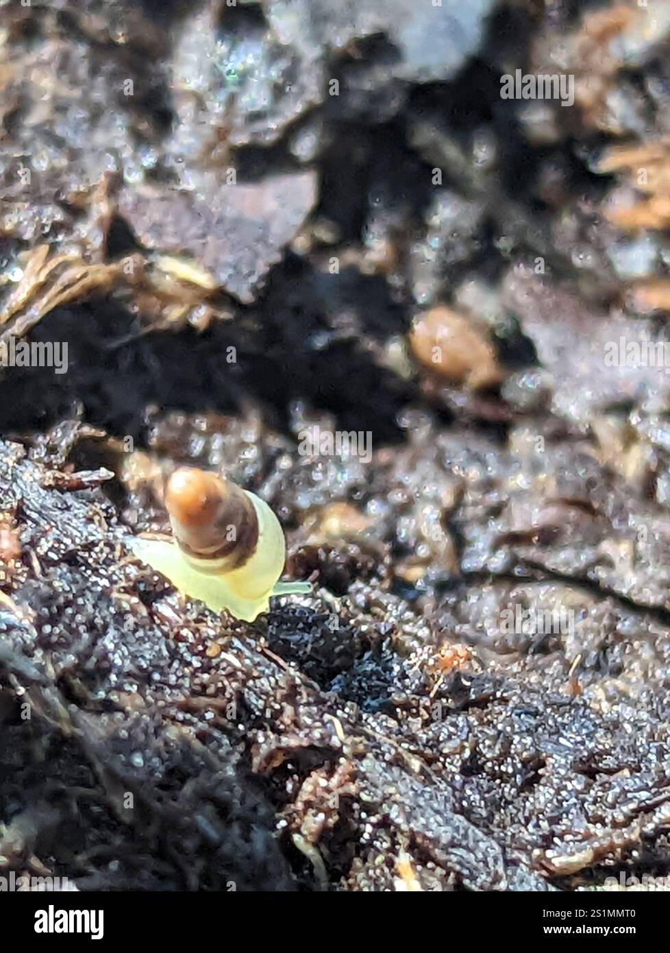 Miniature Awlsnail (Subulina octona Stock Photo - Alamy